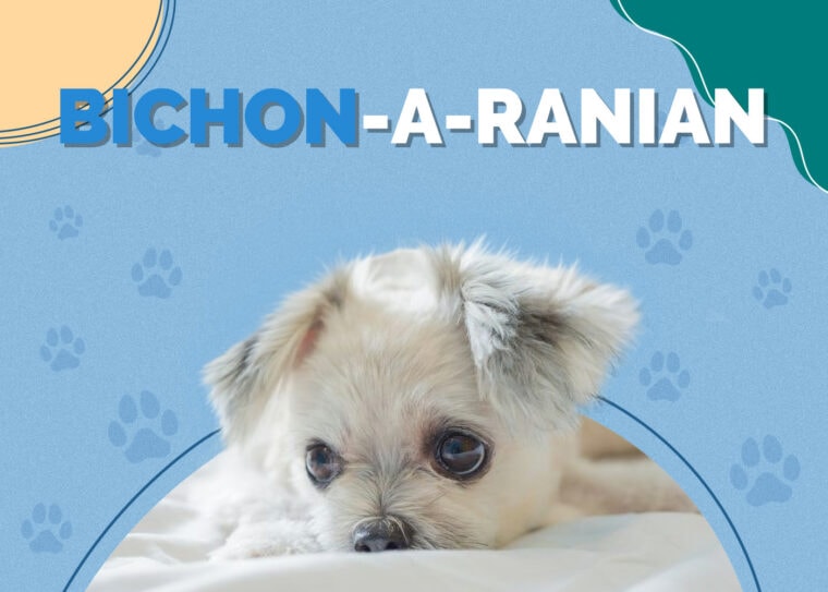 Bichon-A-Ranian (Bichon Frise & Pomeranian Mix): Info, Pictures & More ...