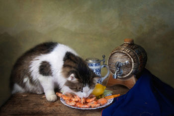 Can Cats Eat Shrimp? Vet-Reviewed Nutrition Facts & FAQ | Hepper Pet ...