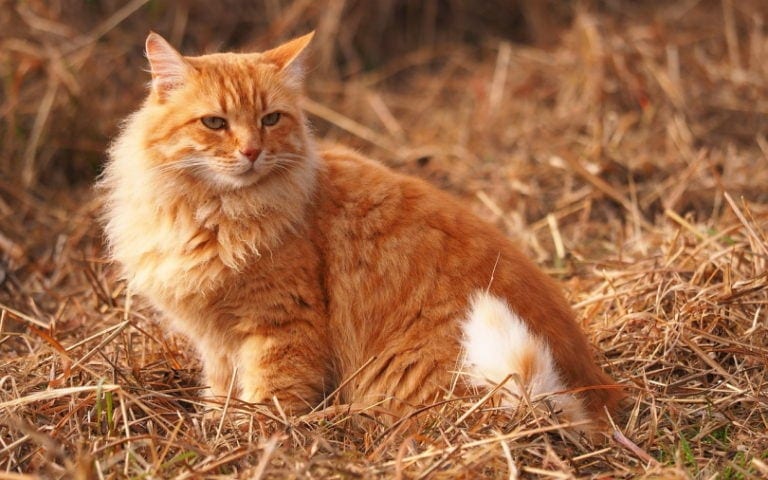 300+ Big Cat Names: Our Top Picks for Your Gigantic Cat | Hepper Pet ...