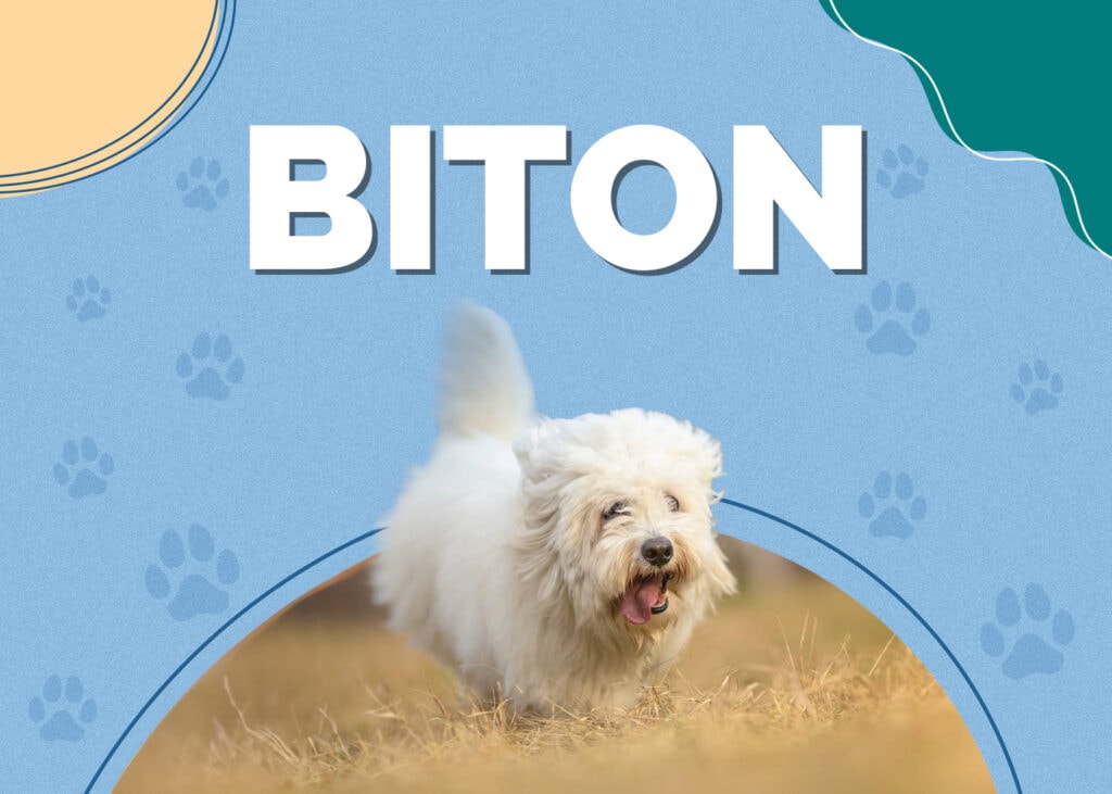 Biton (Bichon Frise & Coton De Tulear Mix): Info, Pictures, Traits ...