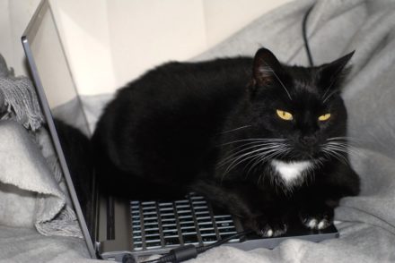 Why Do Cats Sit on Laptops? 5 Reasons for This Behavior | Hepper Pet ...