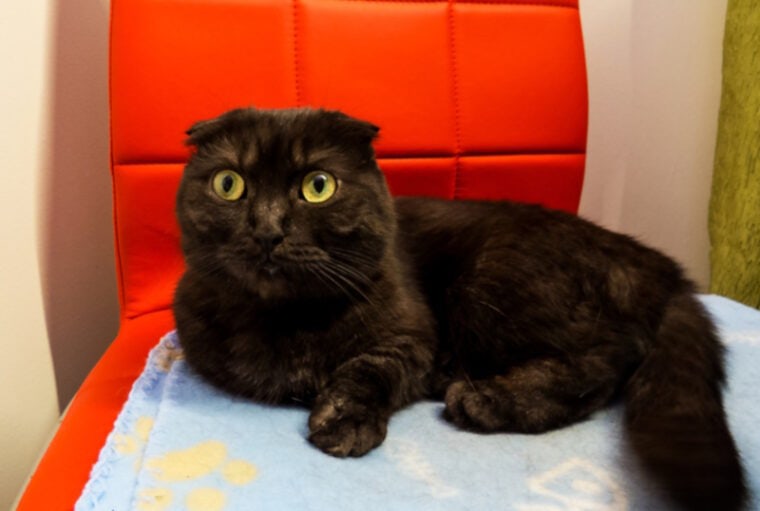 9 Cat Breeds with Curled Ears (With Info & Pictures) | Hepper Pet Resources