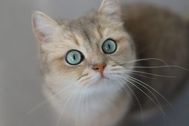 Cat Vision vs Human Vision: Comparisons & FAQ (With Infographic ...