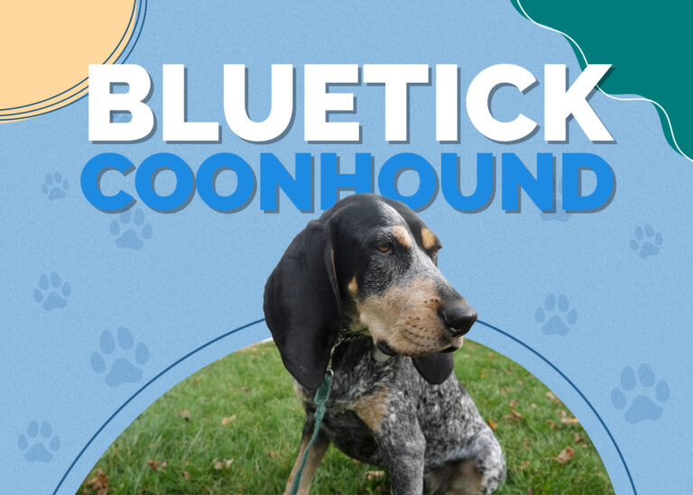 Bluetick Coonhound Breed Info, Pictures, Personality & Facts | Hepper ...