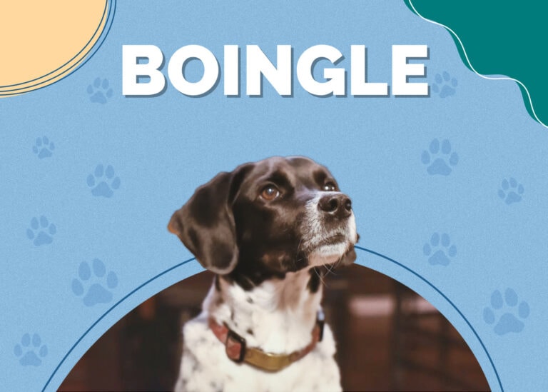 Boingle (Beagle & German Shorthaired Pointer Mix): Info, Pictures ...