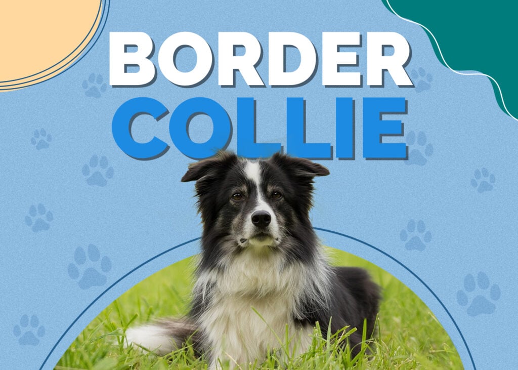 Border Collie Dog Breed Info: Pictures, Personality & Facts | Hepper ...