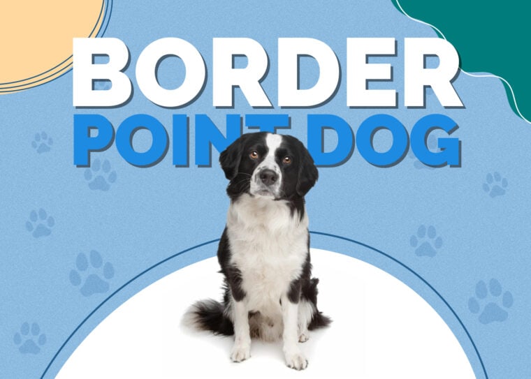Pointer Dog Breed: Info, Pictures, Characteristics & Facts | Hepper Pet ...