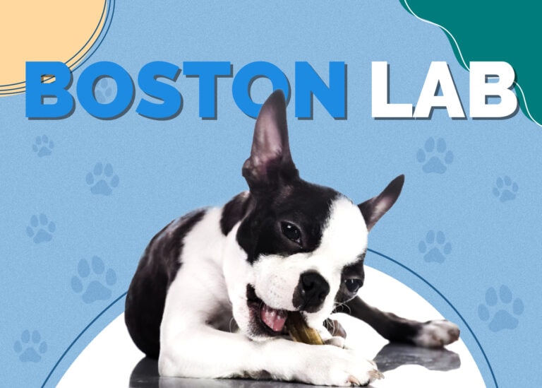 Boston Lab (Boston Terrier & Labrador Retriever Mix) Info, Pictures ...
