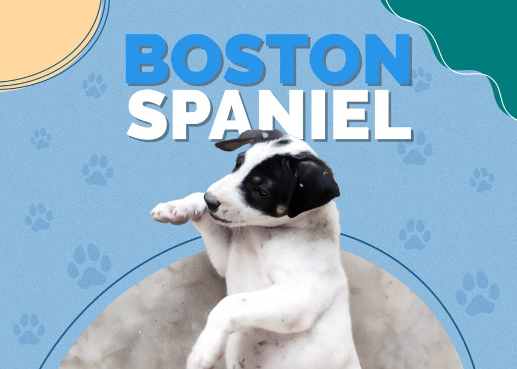 Boston Spaniel (Boston Terrier & Cocker Spaniel Mix): Info, Pictures ...