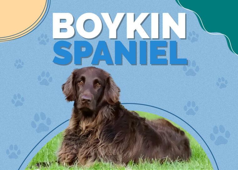 Boykin Spaniel Dog Breed Info: Pictures, Traits & Facts | Hepper Pet ...