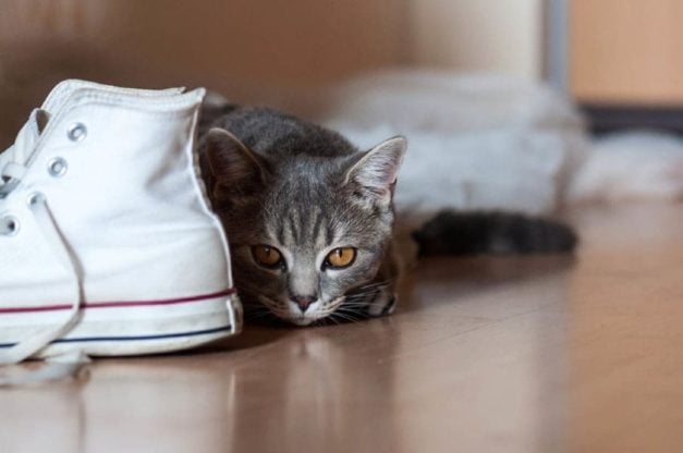 Why Do Cats Like Shoes So Much? 6 Reasons for This Behavior | Hepper ...