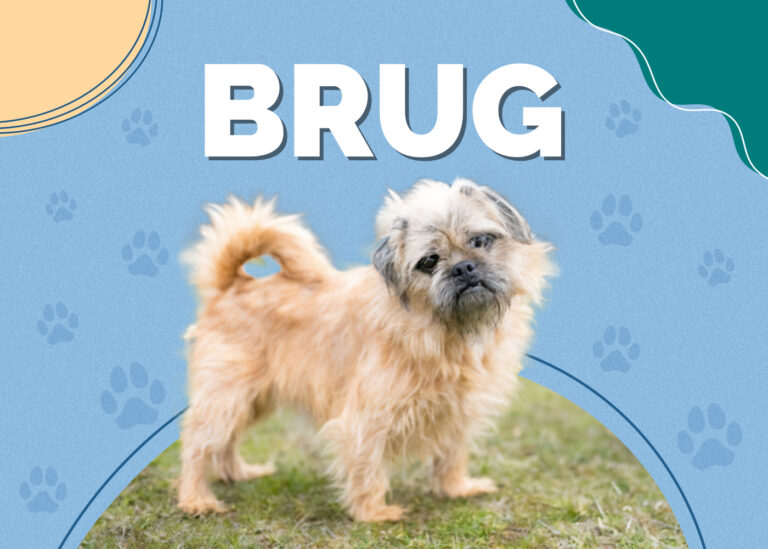 Brug (Brussels Griffon & Pug Mix): Info, Pictures, Facts | Hepper Pet ...