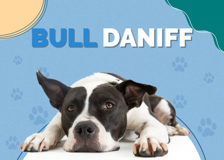 Daniff (Great Dane & Mastiff Mix): Info, Pictures, Traits & Facts ...