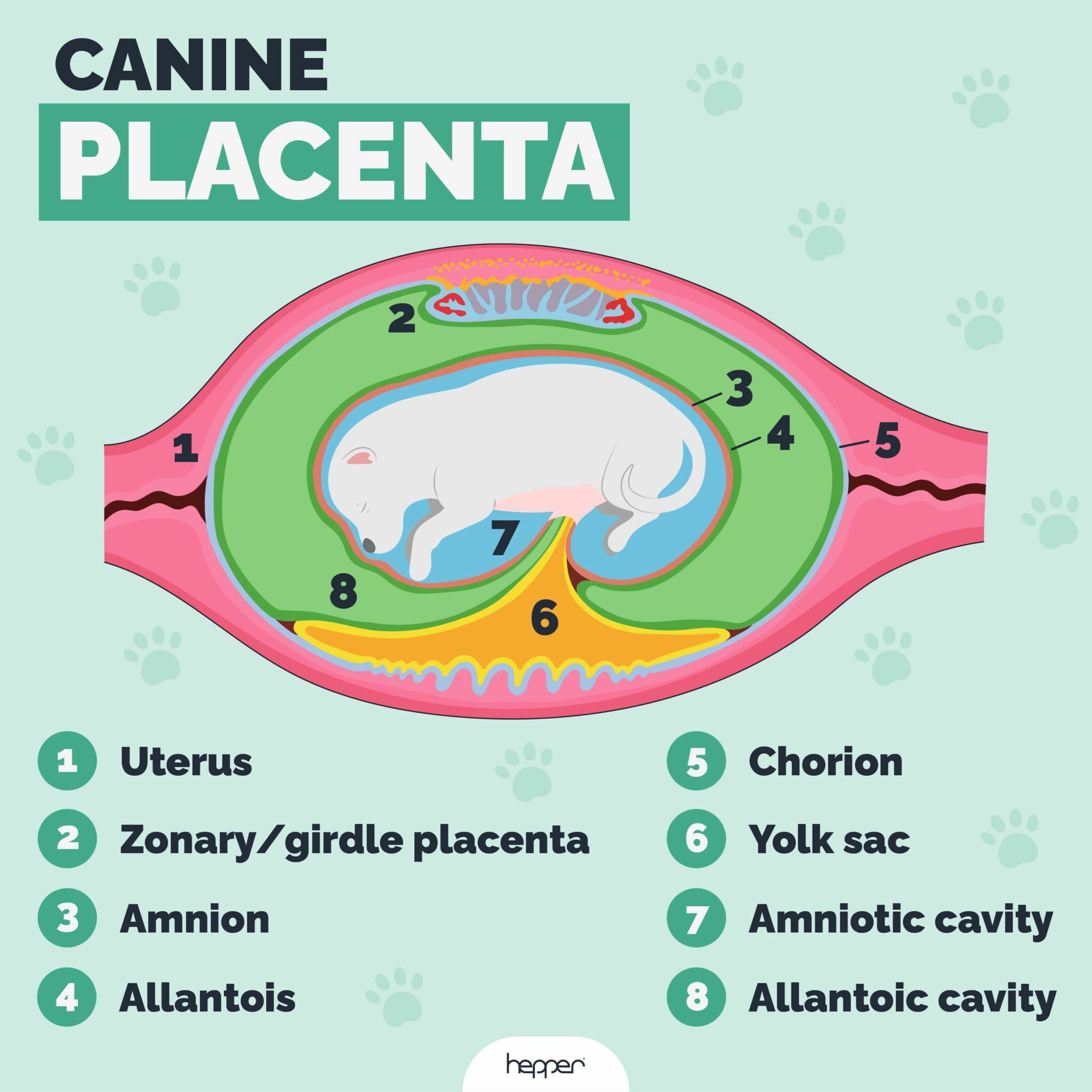 Retained Placenta in Dogs: Vet Explained Signs, Causes & Care | Hepper ...