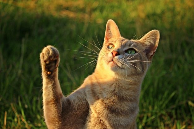 How Many Toes Do Cats Have? Facts & FAQ | Hepper Pet Resources