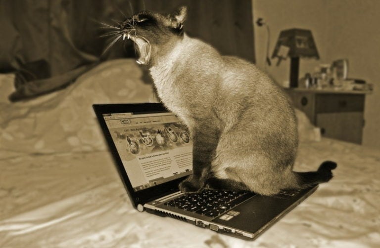 Why Do Cats Sit on Laptops? 5 Reasons for This Behavior | Hepper Pet ...
