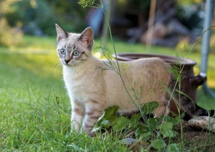 Why Do Cats Wiggle Their Butts Before They Pounce? Behavior Explained ...
