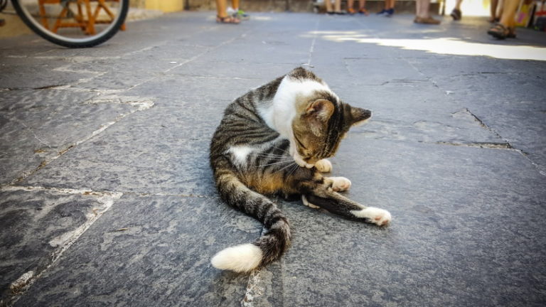 How Do Cats Clean Themselves? 3 Typical Ways & FAQ | Hepper Pet Resources