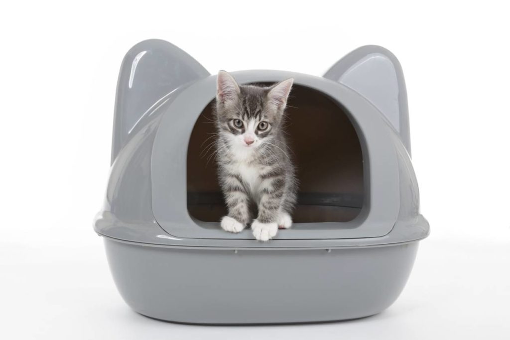 10 Reasons Cats Poop Outside the Litter Box & How To Stop It | Hepper ...