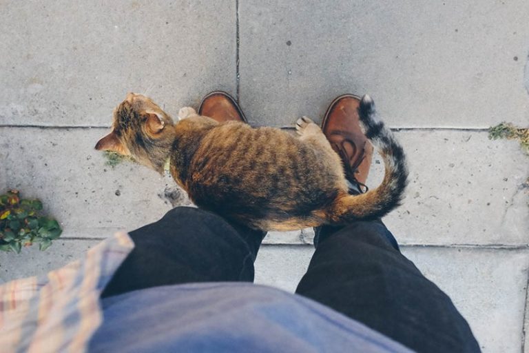Why Does My Cat Follow Me Everywhere? 8 Vet-Reviewed Reasons | Hepper ...