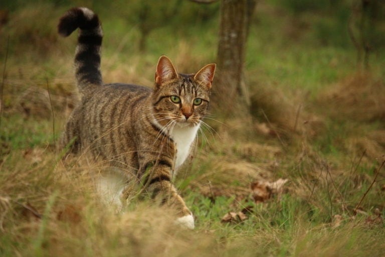 Why Do Cats Wiggle Their Butts Before They Pounce? Behavior Explained ...