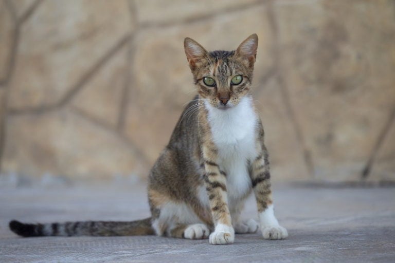 Do Cats Have Control Over Their Tails? Feline Anatomy Facts & FAQ ...