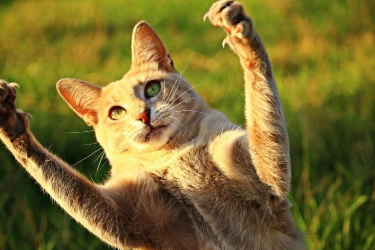 Why Do Cats Slap? 6 Possible Reasons | Hepper Pet Resources