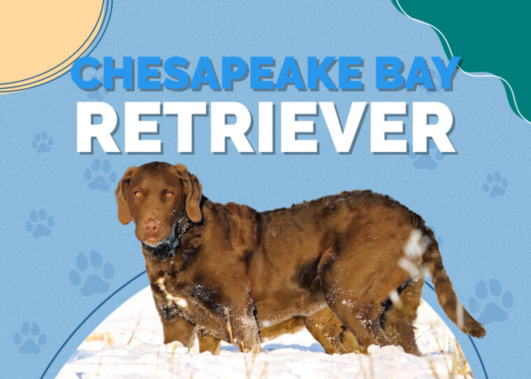 Chesapeake Bay Retriever | Dog Breed Info: Pictures, Traits & Facts ...