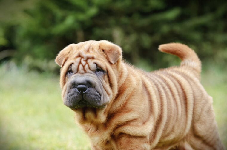 Why Are Shar Peis So Wrinkly? Breed Characteristics & Care Tips ...