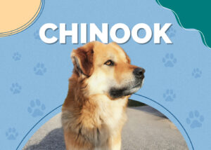Chinook Dog Breed: Info, Pictures, Traits & Facts | Hepper Pet Resources