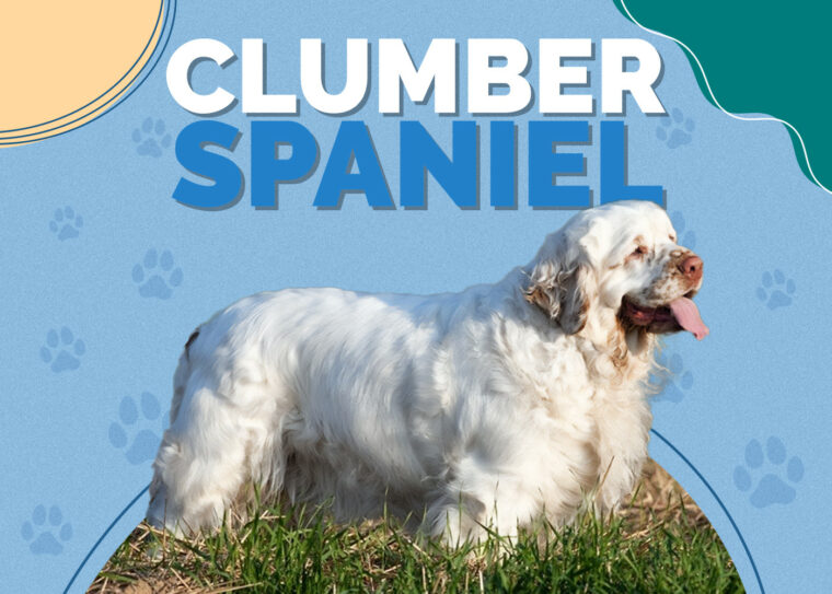 Clumber Spaniel | Breed Info: Pictures, Personality, Facts & Traits ...