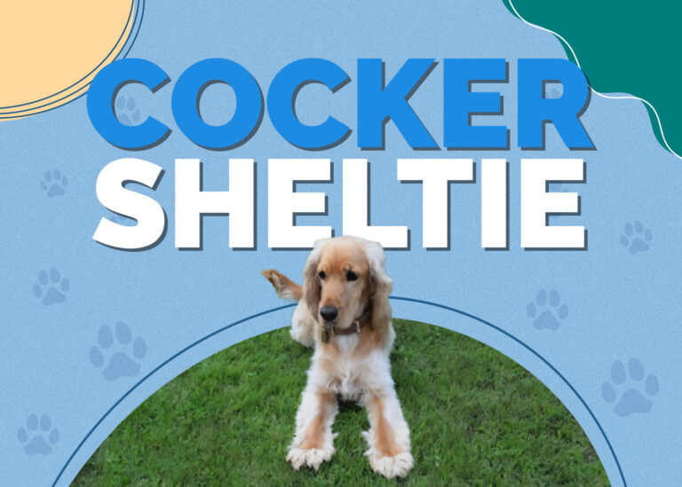 Cocker Sheltie (Cocker Spaniel & Shetland Sheepdog Mix): Info, Pictures ...