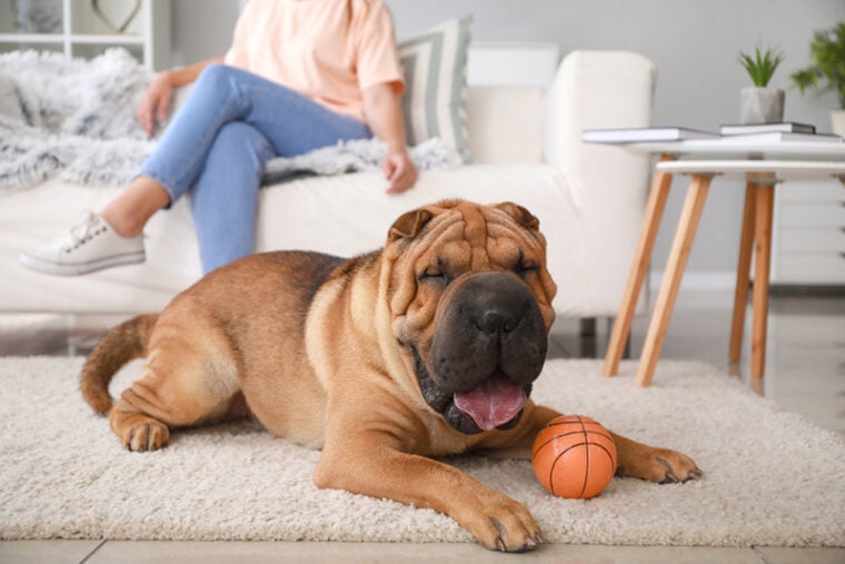 Can Dogs Tell How Long You Are Gone? Canine Time Perception Facts ...