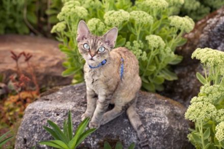 11 British Cat Breeds (With Info & Pictures) | Hepper Pet Resources