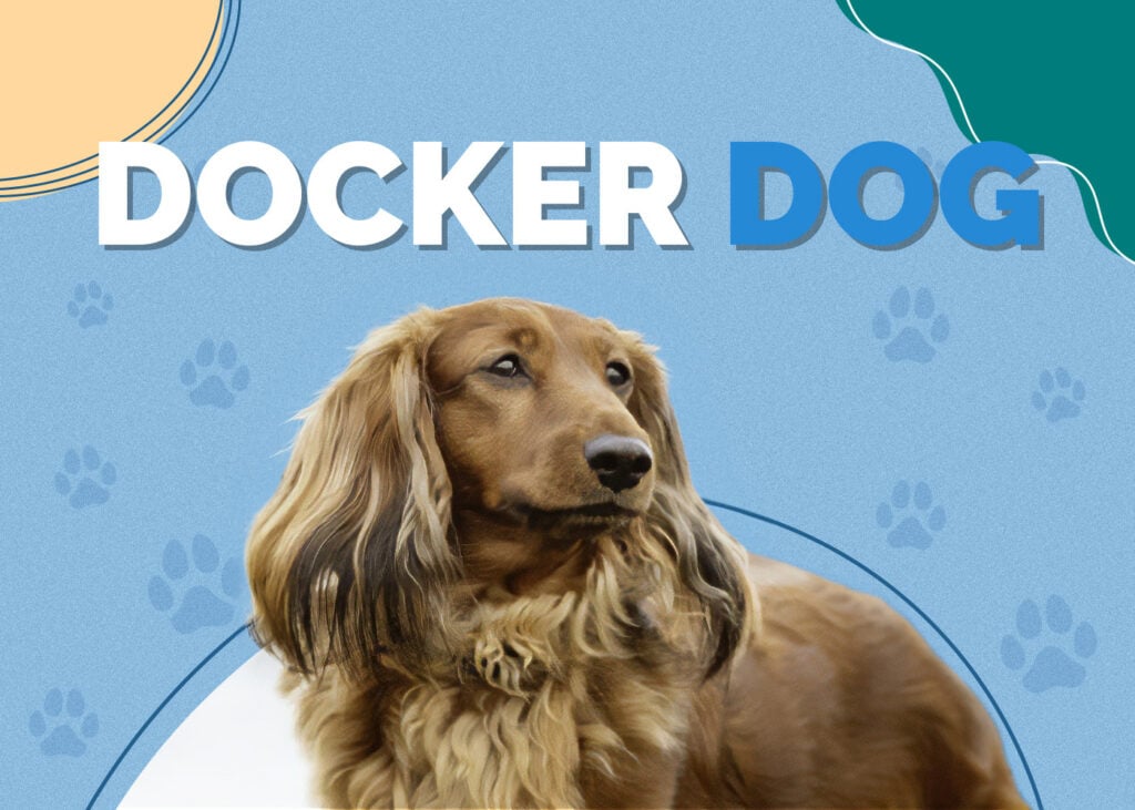 Docker Dog (Dachshund & Cocker Spaniel Mix) Info, Pictures & Facts ...