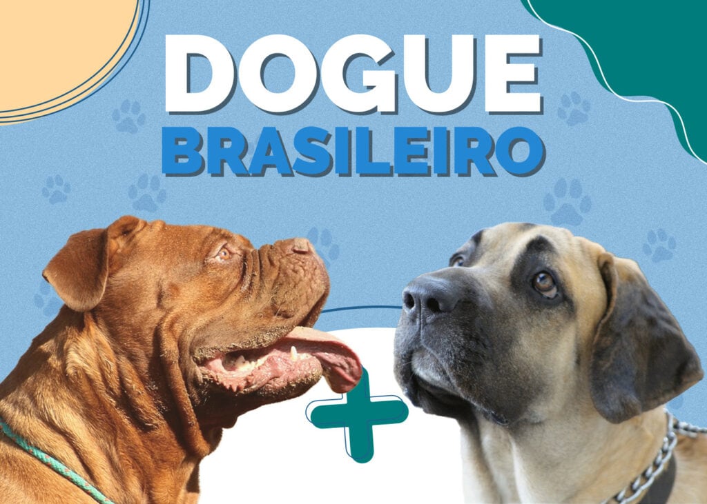 Dogue Brasileiro Dog Breed Info: Pictures, Traits & Facts | Hepper Pet ...