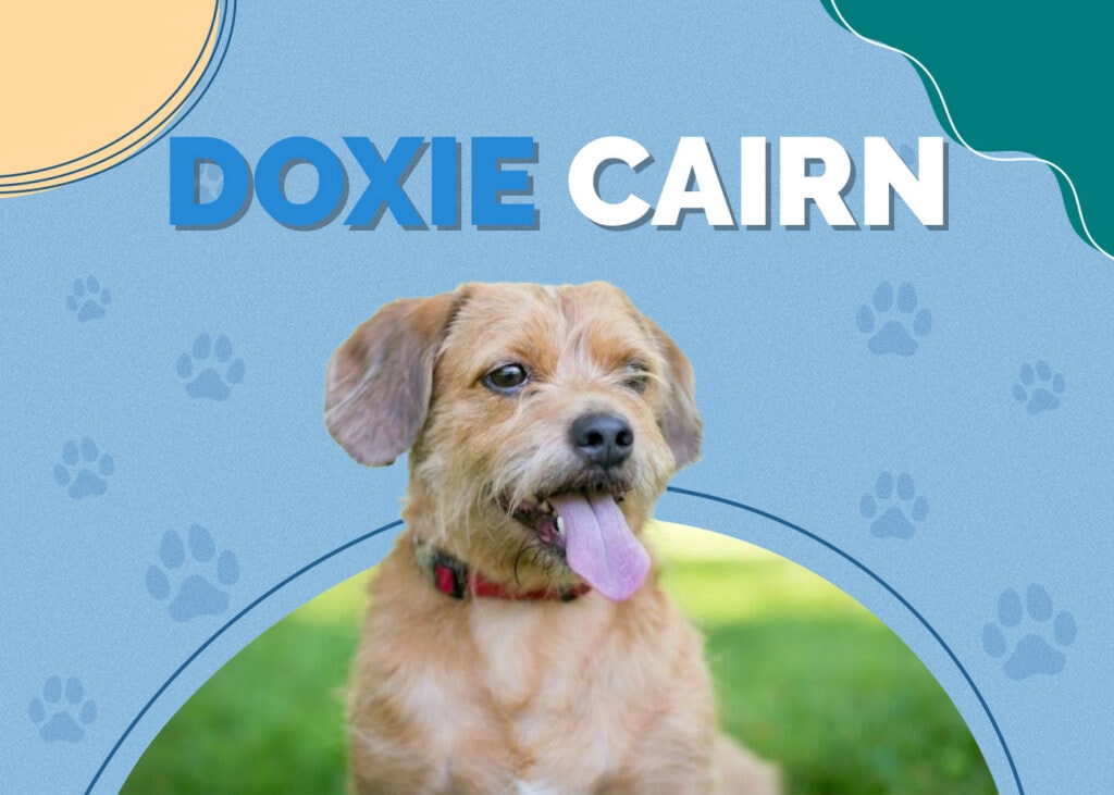 Doxie Cairn (Cairn Terrier & Dachshund Mix) Info, Pictures, Traits ...