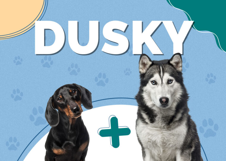 Dusky (Dachshund & Siberian Husky Mix): Info, Pictures, Facts, Traits ...