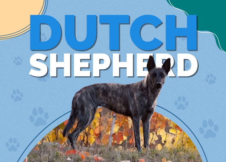Dutch Shepherd Dog Breed: Info, Pictures, Traits & More | Hepper Pet ...