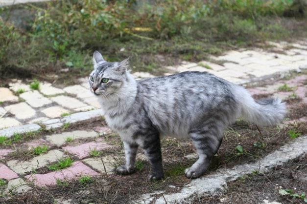 What Is the History of Cats in Egypt? The Fascinating Story | Hepper ...