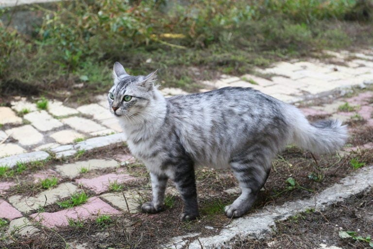 6 Incredible Egyptian Mau Colors & Patterns | Hepper Pet Resources