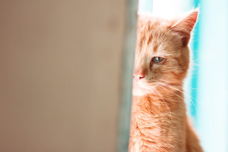 Can Cats Cry Our Vet Explains Feline Behavior Emotions Signs Of