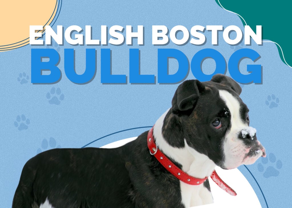 English Boston-Bulldog (English Bulldog & Boston Terrier Mix): Info ...