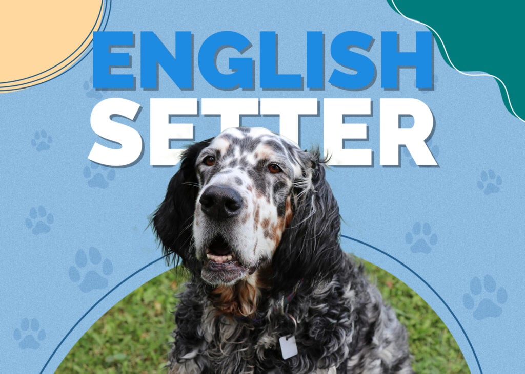 English Setter Dog Breed Info: Pictures, Traits, Facts | Hepper Pet ...