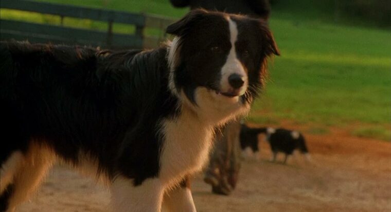 30 Most Famous Dogs From Movies & TV (With Pictures) | Hepper Pet Resources