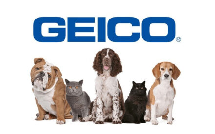 15 Best Pet Insurance Companies: 2026 Top Picks | Hepper Pet Resources