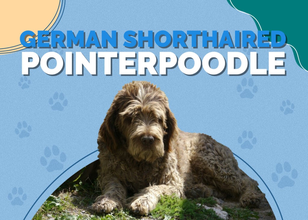 German Shorthaired Pointerpoodle (German Shorthaired Pointer & Poodle ...