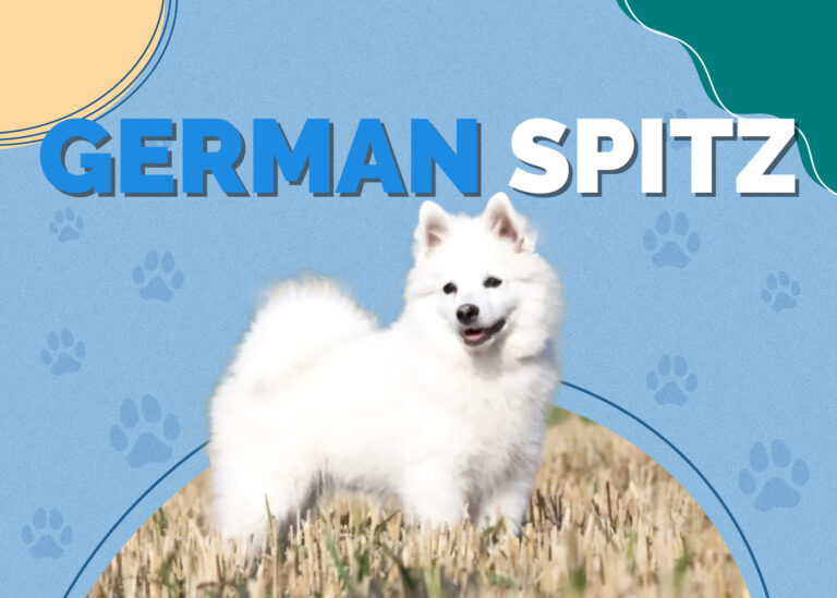 German Spitz Dog Breed: Info, Pictures, Traits & Facts | Hepper Pet ...