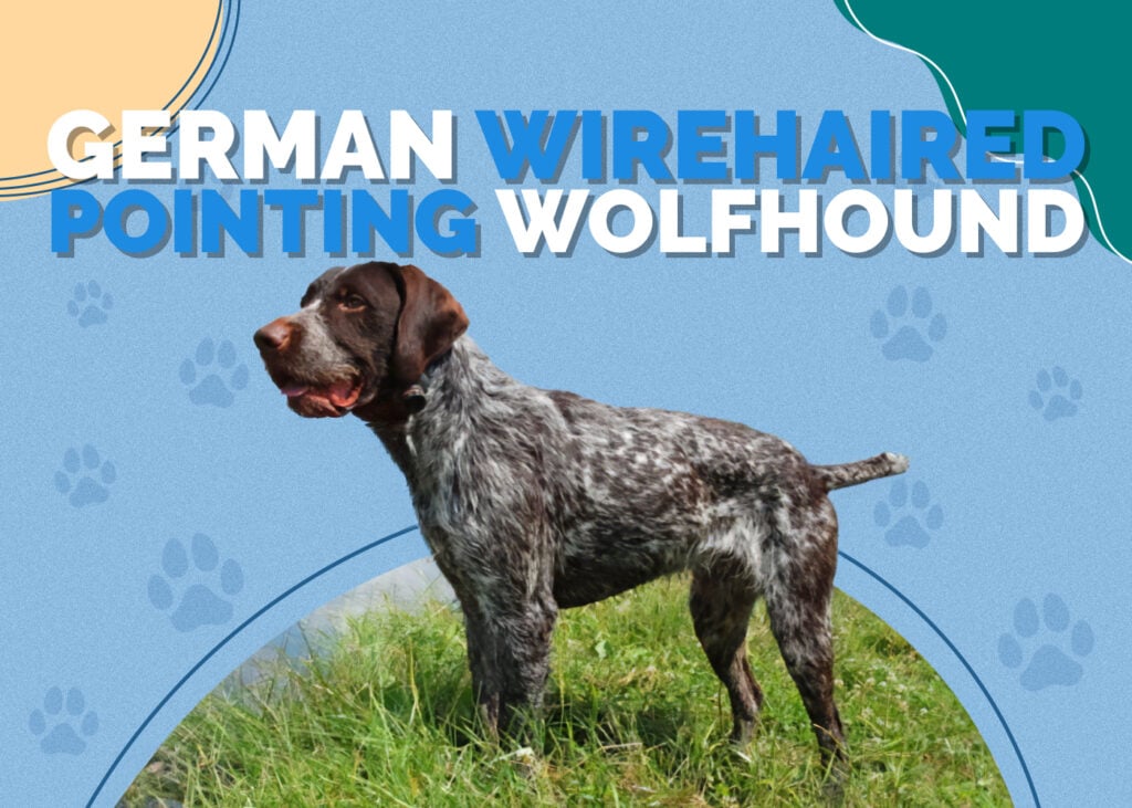 German Wirehaired Pointer: Info, Pictures, Characteristics & Facts ...