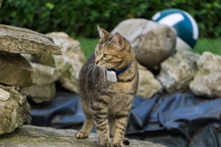 9 Best GPS Cat Trackers - 2025 Reviews & Buyers Guide | Hepper Pet ...